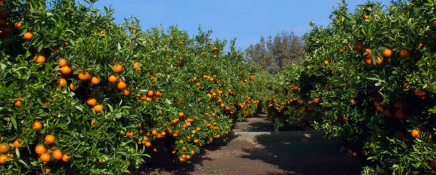 L'arancia di Valencia: frutto per eccellenza - Valencia